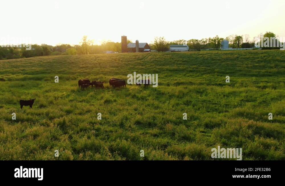 Grass fed beef cattle Stock Videos & Footage - HD and 4K Video Clips ...