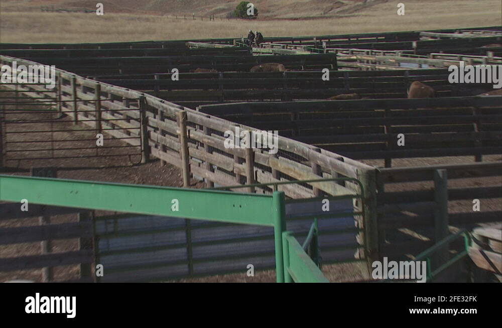 Bison Charging through Chute Gate at Auction in Custer State Park Stock ...