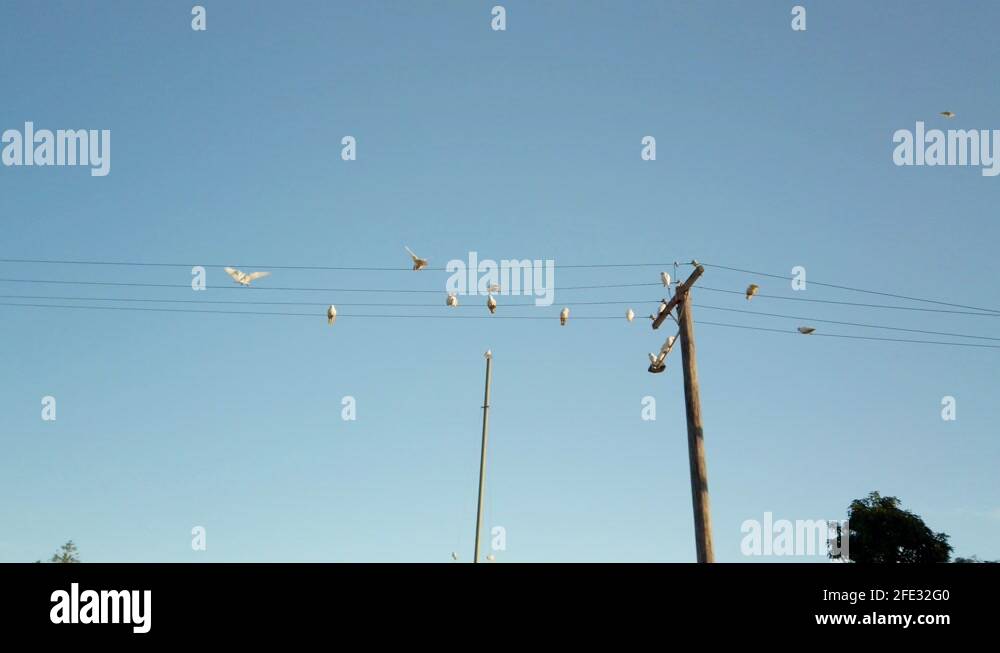 Bird on electricity Stock Videos & Footage - HD and 4K Video Clips - Alamy
