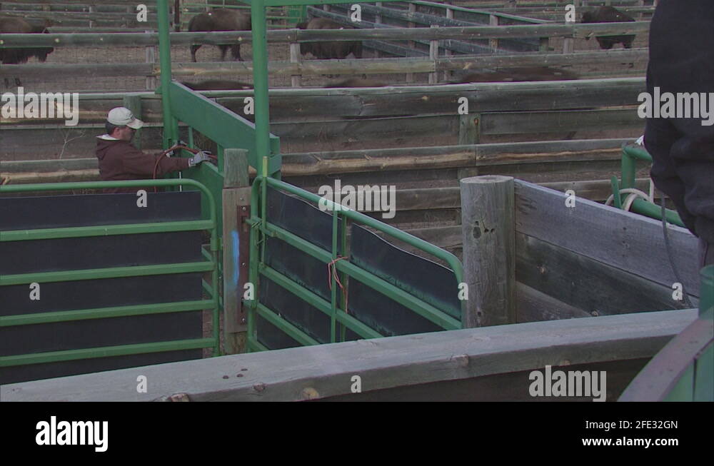Bison Rushing down Cattle Chutes in Custer State Park Stock Video ...