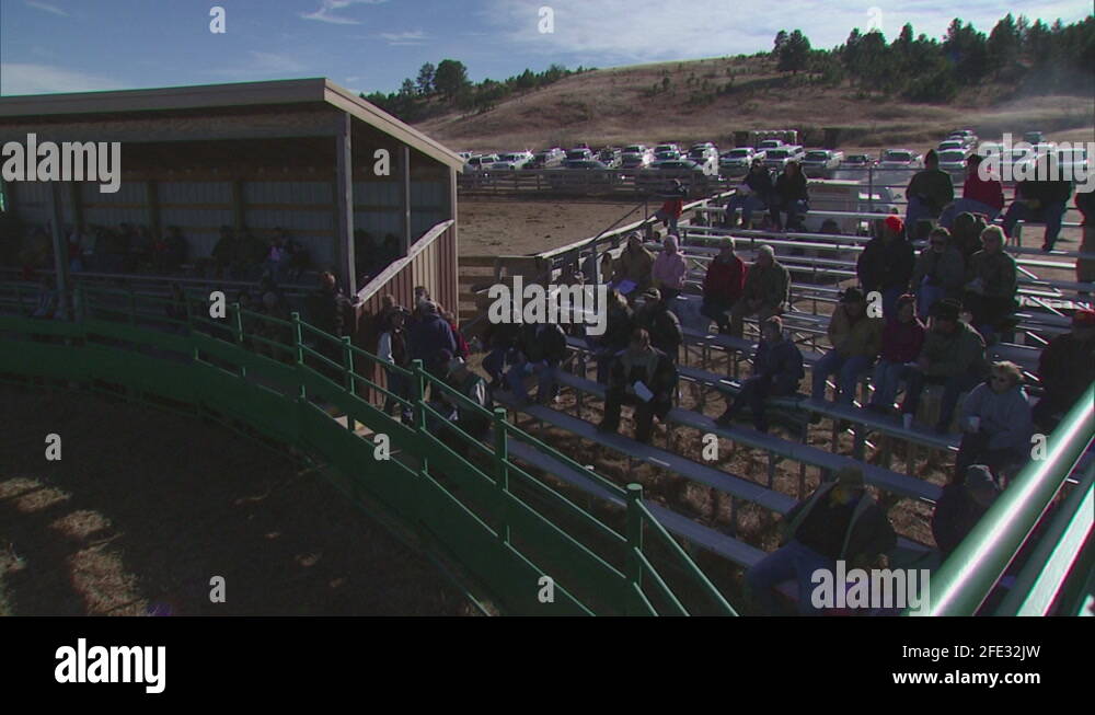 Bison Circling below Bleacher Crowd at Auction in Custer State Park ...