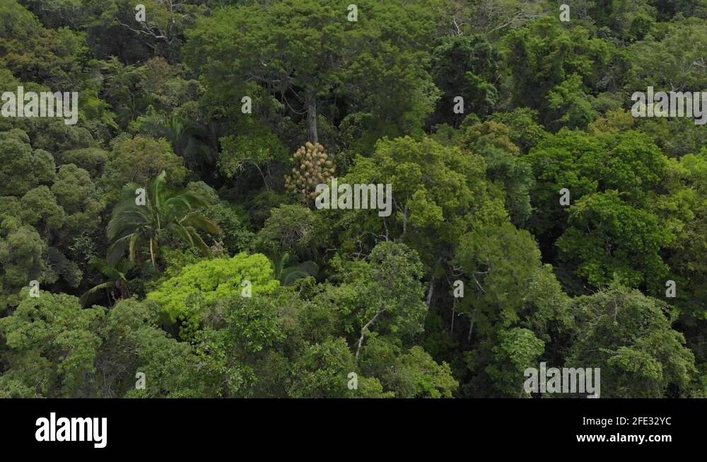 Cinematic top tree, of the amazon rainforest jungle, almond of the ...