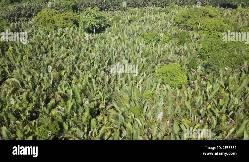 Nipah palm tree Stock Videos & Footage - HD and 4K Video Clips - Alamy