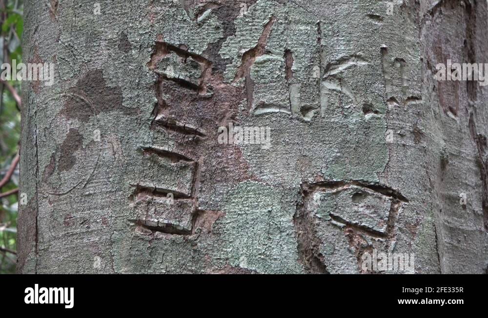 Forest signage Stock Videos & Footage - HD and 4K Video Clips - Alamy