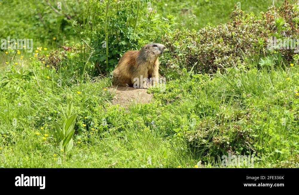 Murmeltier Stock Videos & Footage - HD and 4K Video Clips - Alamy