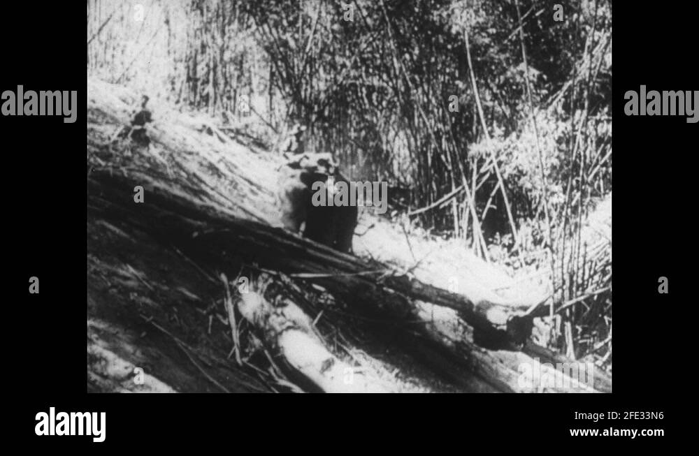1940s: Elephant move log with trunk. Elephant tows log. Log fed through ...
