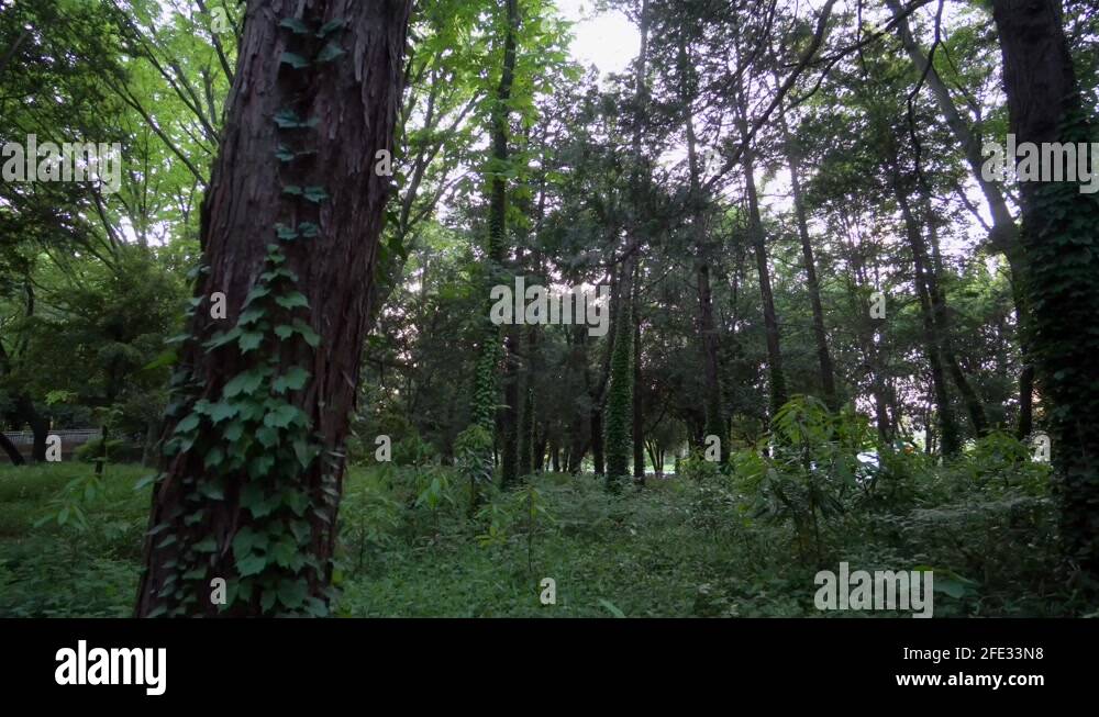Hikarigaoka Park in Tokyo, Japan has many huge tree forests where ...
