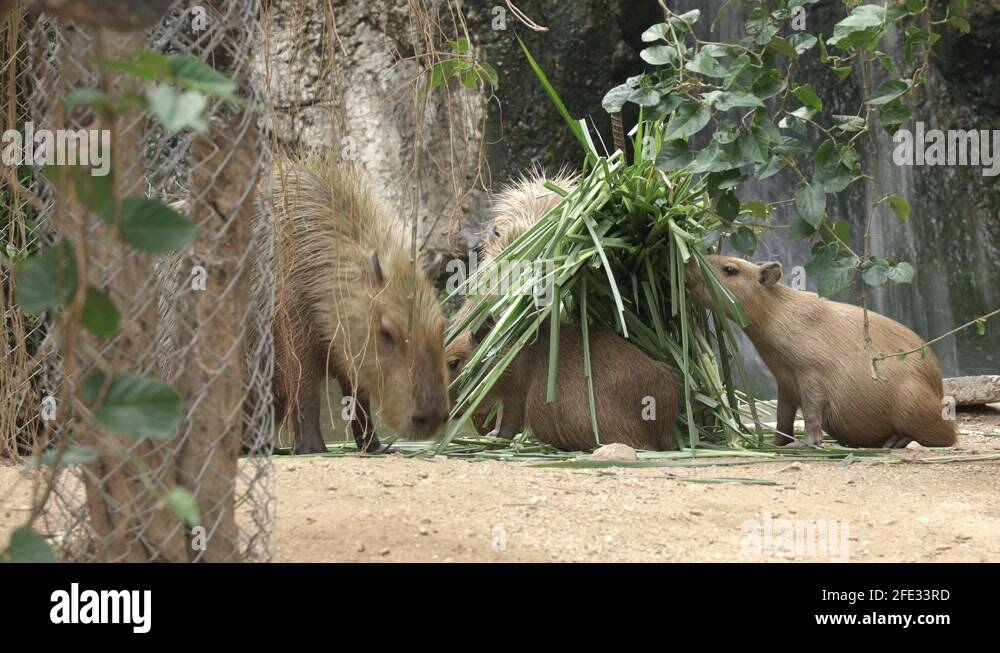 A herd of capybara, the largest rodent in the world, are eating grass ...