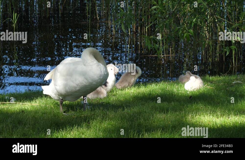 Rare swan species Stock Videos & Footage - HD and 4K Video Clips - Alamy