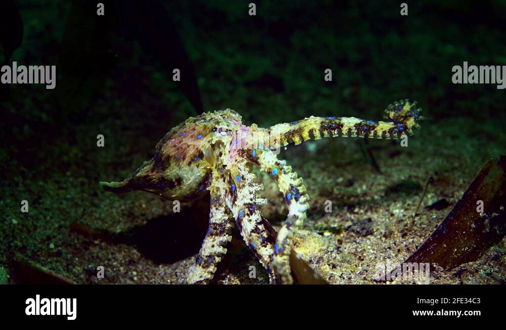 Southern Blue-Ringed Octopus Hapalochlaena maculosa 4k 25fps Stock ...