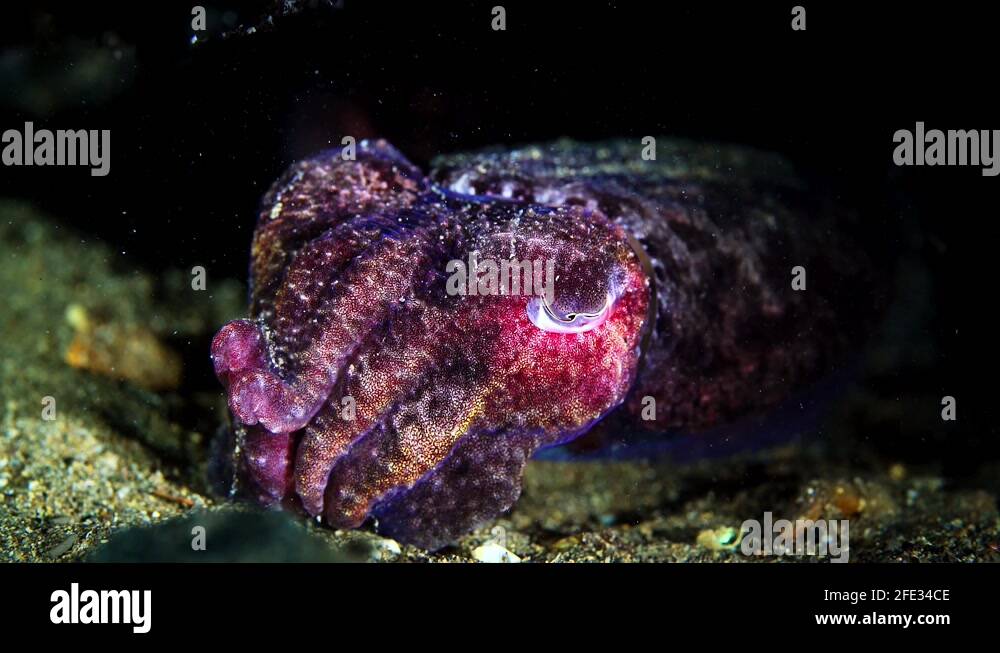Giant cuttlefish not aquarium Stock Videos & Footage - HD and 4K Video ...