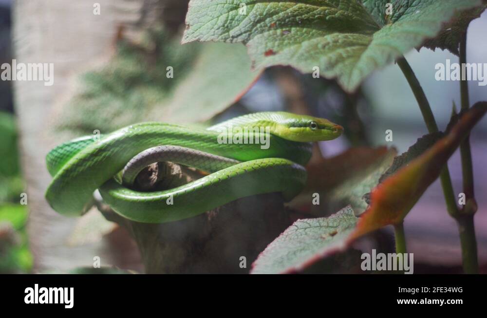Tropical rainforest snake Stock Videos & Footage - HD and 4K Video ...