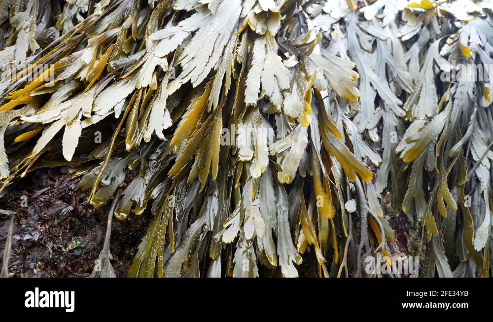 Seaweed background Stock Videos & Footage - HD and 4K Video Clips - Alamy