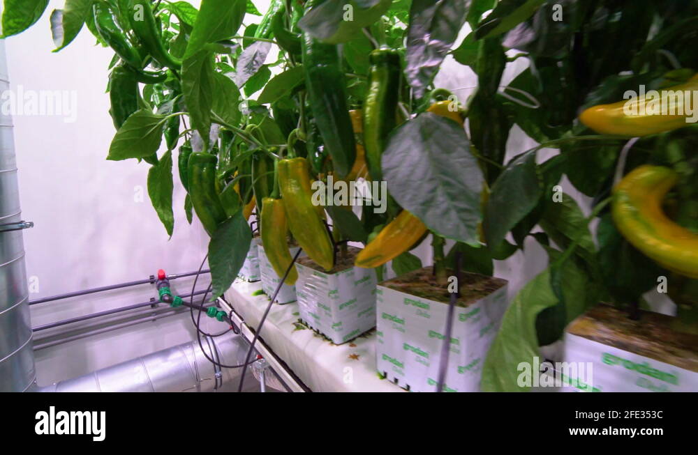 Paprikas growing Stock Videos & Footage - HD and 4K Video Clips - Alamy