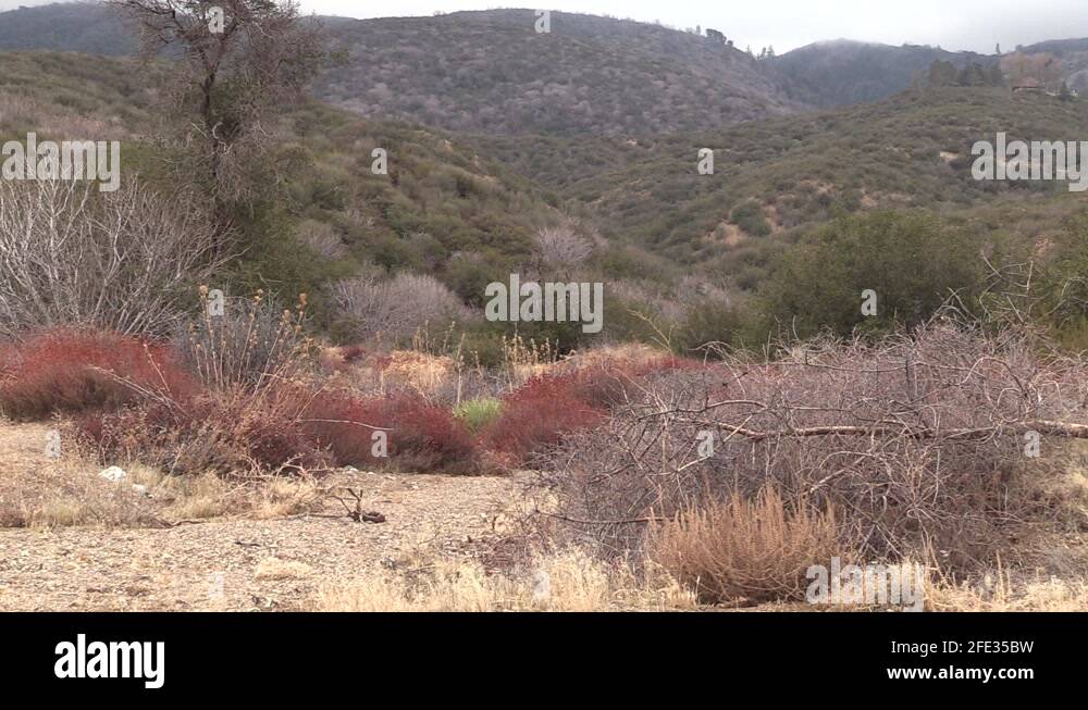 Chaparral ecosystem Stock Videos & Footage - HD and 4K Video Clips - Alamy