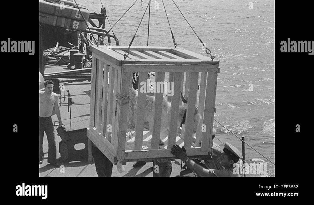 Navy goat Stock Videos & Footage - HD and 4K Video Clips - Alamy