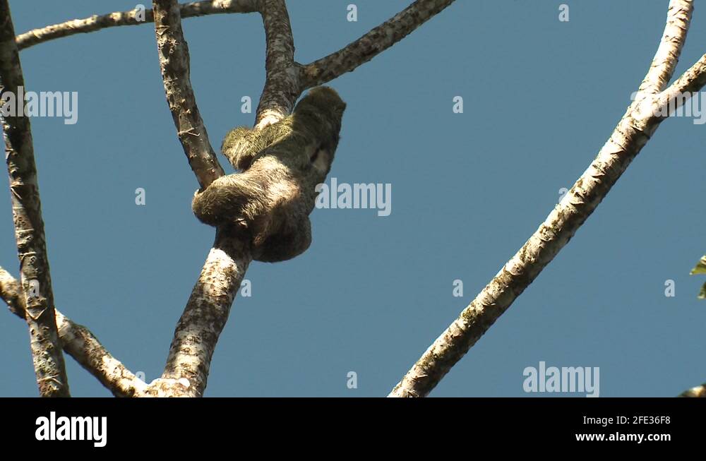Brown-throated Sloth Male Climbing Crawling Cecropia Tree Trunk ...