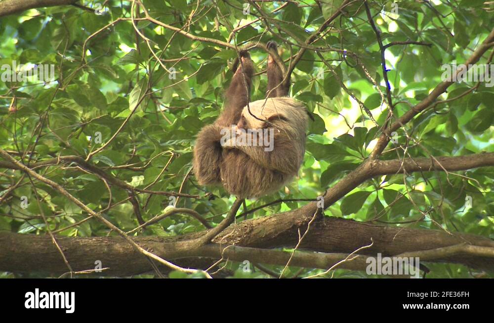 Hoffman's Two-toed Sloth Yawning Open Mouth Hanging Upside Down in ...