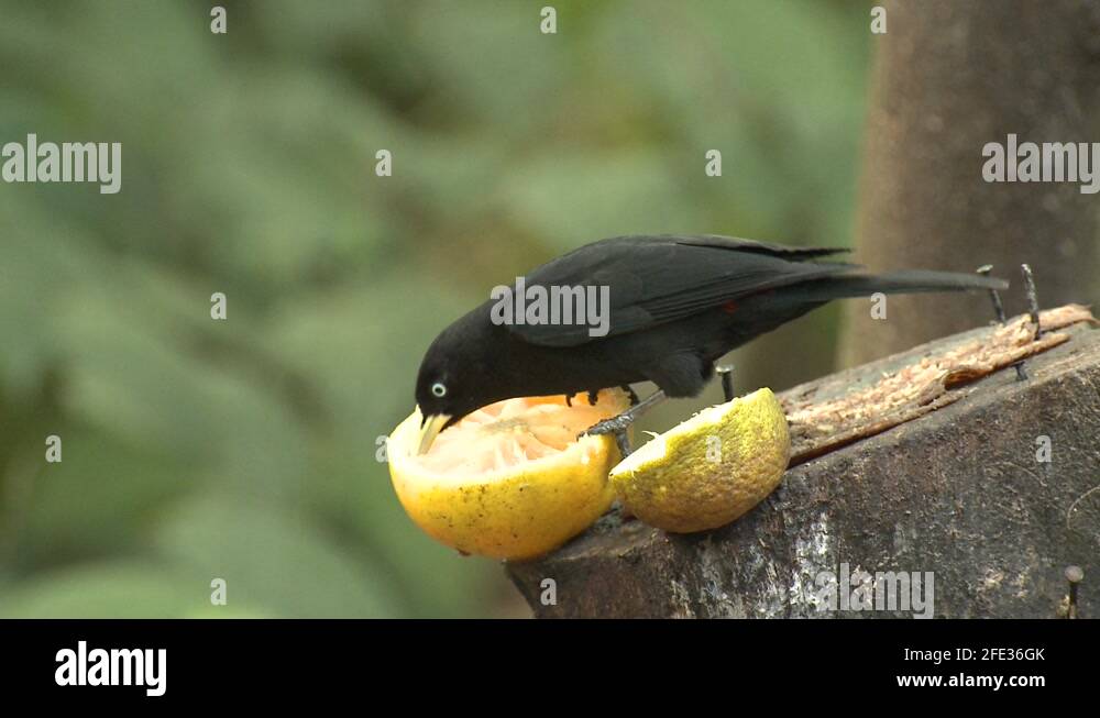 Fruit eating bird Stock Videos & Footage - HD and 4K Video Clips - Alamy