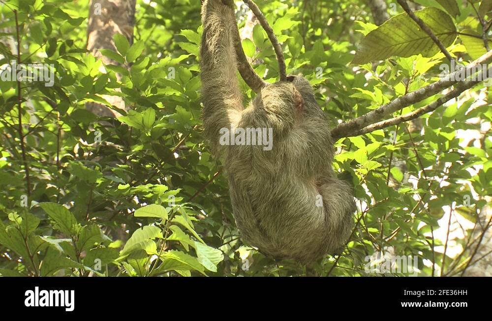 Three toed sloth tree Stock Videos & Footage - HD and 4K Video Clips ...