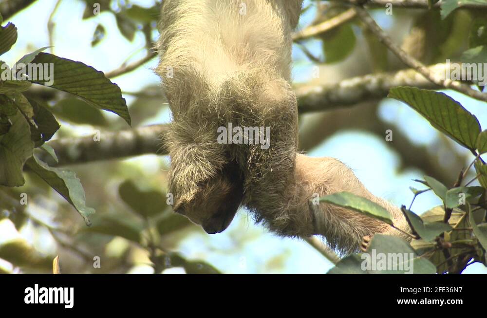 Tilt Up of Brown-throated Sloth Hanging from Branch Scratching Itching ...