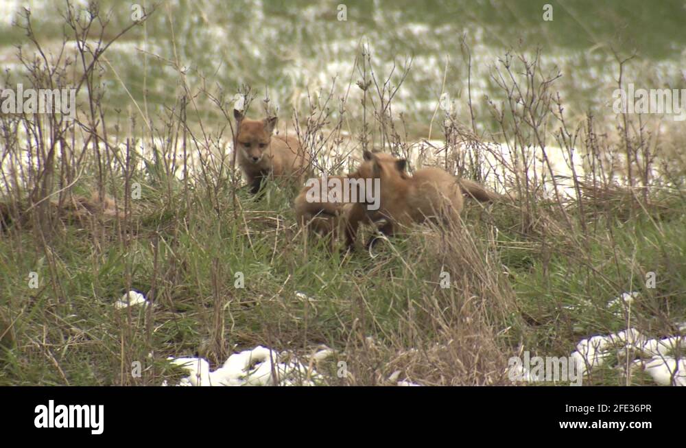 Chasing foxes Stock Videos & Footage - HD and 4K Video Clips - Alamy