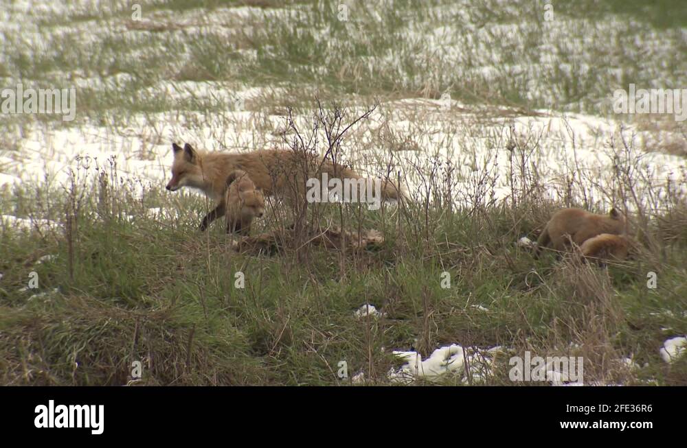 Animal litter not cat Stock Videos & Footage - HD and 4K Video Clips ...