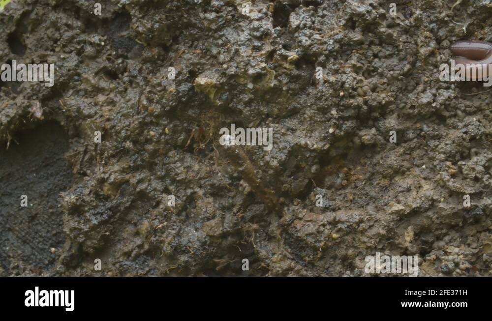 Dug up soil Stock Videos & Footage - HD and 4K Video Clips - Alamy