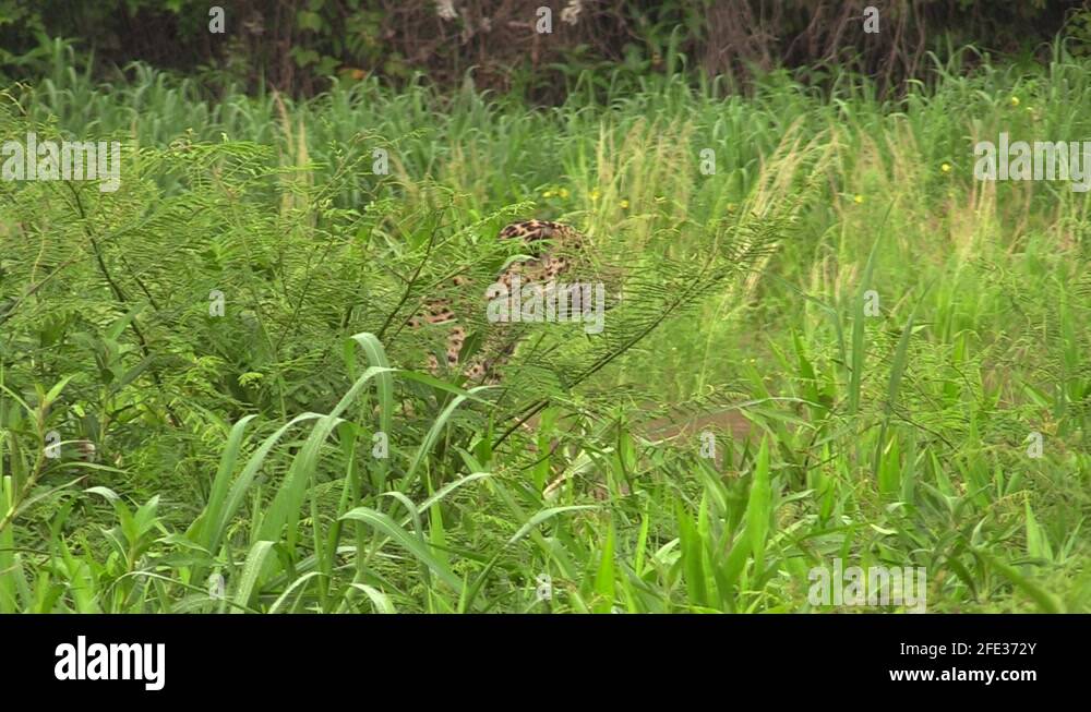 Tall grass vegetation Stock Videos & Footage - HD and 4K Video Clips ...