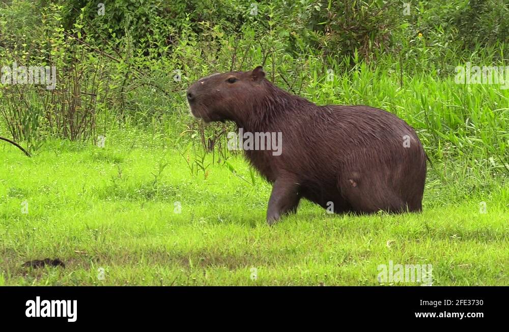 Capybara amazon river Stock Videos & Footage - HD and 4K Video Clips ...