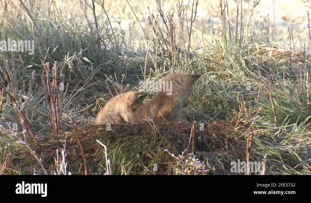 Spring teeth Stock Videos & Footage - HD and 4K Video Clips - Alamy