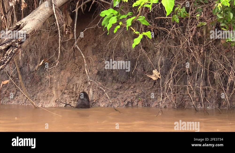 Riverbank burrow Stock Videos & Footage - HD and 4K Video Clips - Alamy
