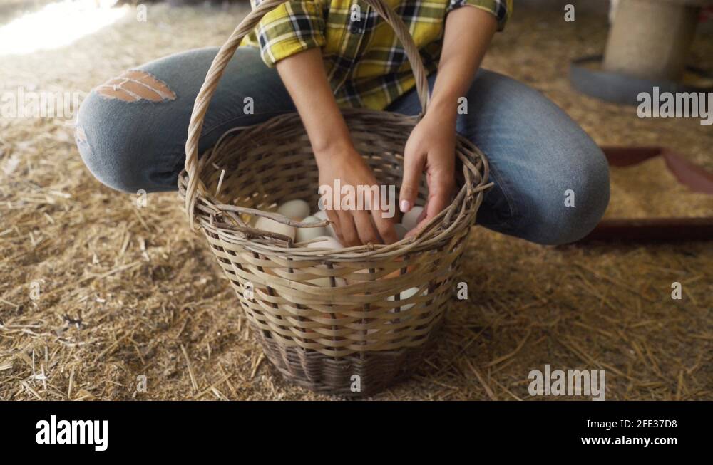 Farmer showing farm animals Stock Videos & Footage - HD and 4K Video ...