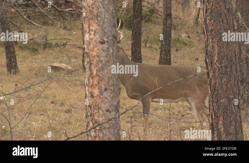 Body buck Stock Videos & Footage - HD and 4K Video Clips - Alamy