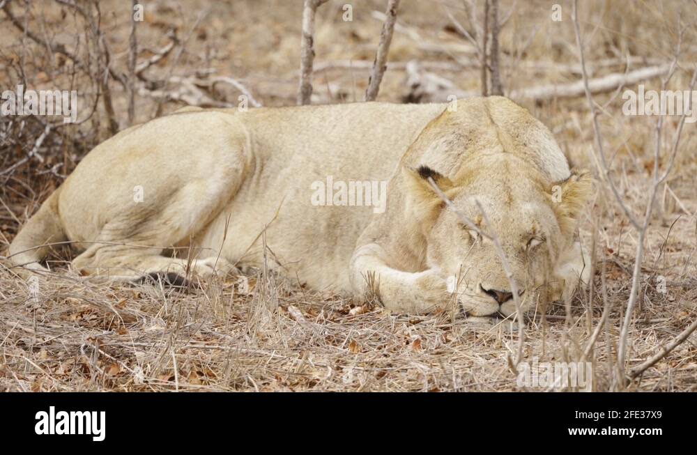 Lion napping Stock Videos & Footage - HD and 4K Video Clips - Alamy