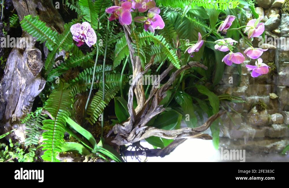 Artificial ecosystem Stock Videos & Footage - HD and 4K Video Clips - Alamy