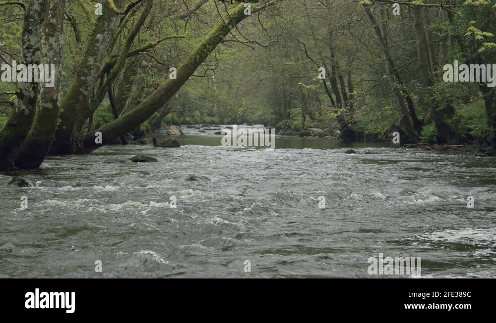 Trees overhanging river Stock Videos & Footage - HD and 4K Video Clips ...