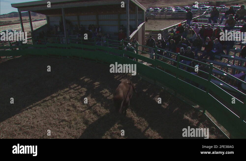 Bison Circling below Bleacher Crowd at Bison Auction in Custer State ...