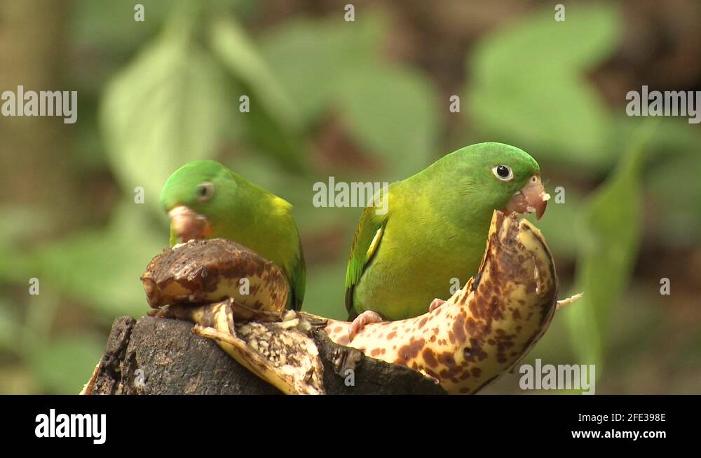 Orange-chinned Parakeet Birds Eating Banana at Jungle Resort Costa Rica ...