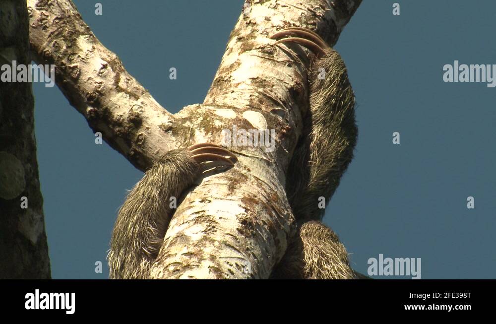 Sloth claws Stock Videos & Footage - HD and 4K Video Clips - Alamy