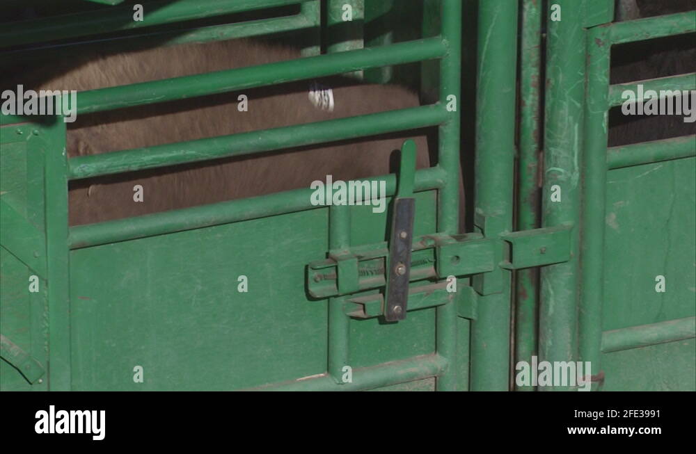 Woman Opening Bison Chute at Auction in Custer State Park Stock Video ...
