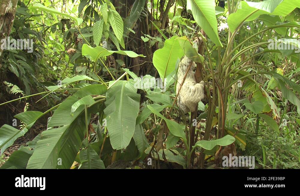 Sapling and mature tree Stock Videos & Footage - HD and 4K Video Clips ...