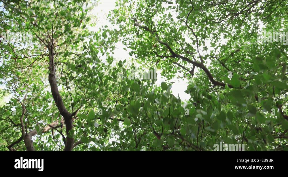Mangrove green Stock Videos & Footage - HD and 4K Video Clips - Alamy