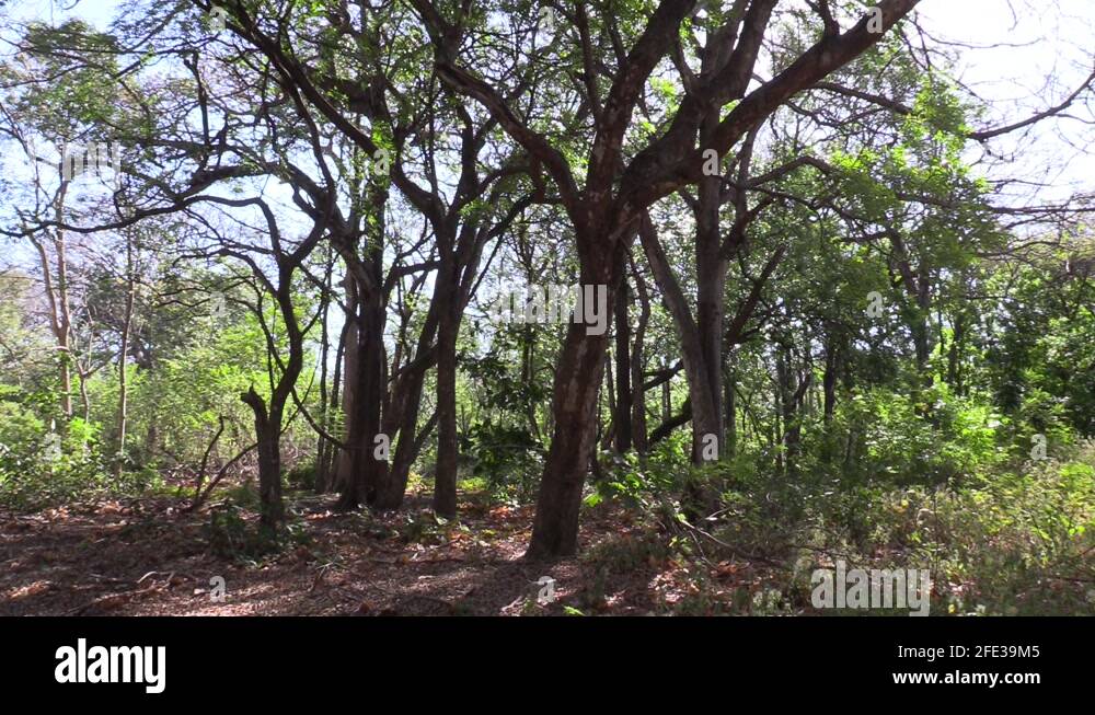 Dryforest Stock Videos & Footage - HD and 4K Video Clips - Alamy