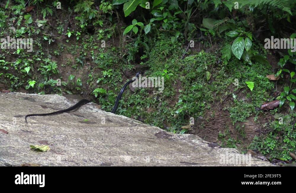 Rainforest animal snake Stock Videos & Footage - HD and 4K Video Clips ...