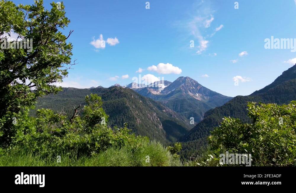 Flying between trees to reveal a scenic mountain range and forest Stock ...