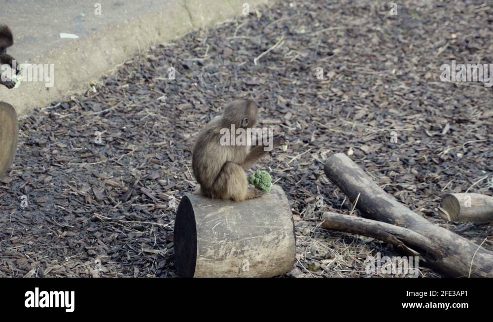 Silhouette monkey Stock Videos & Footage - HD and 4K Video Clips - Alamy