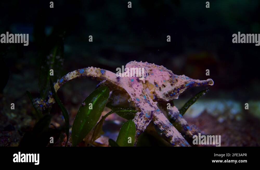 Southern Blue-Ringed Octopus Hapalochlaena maculosa 4k 25fps Stock ...