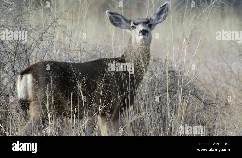 Alert young mule deer buck watches and listens in Bosque Del Apache ...