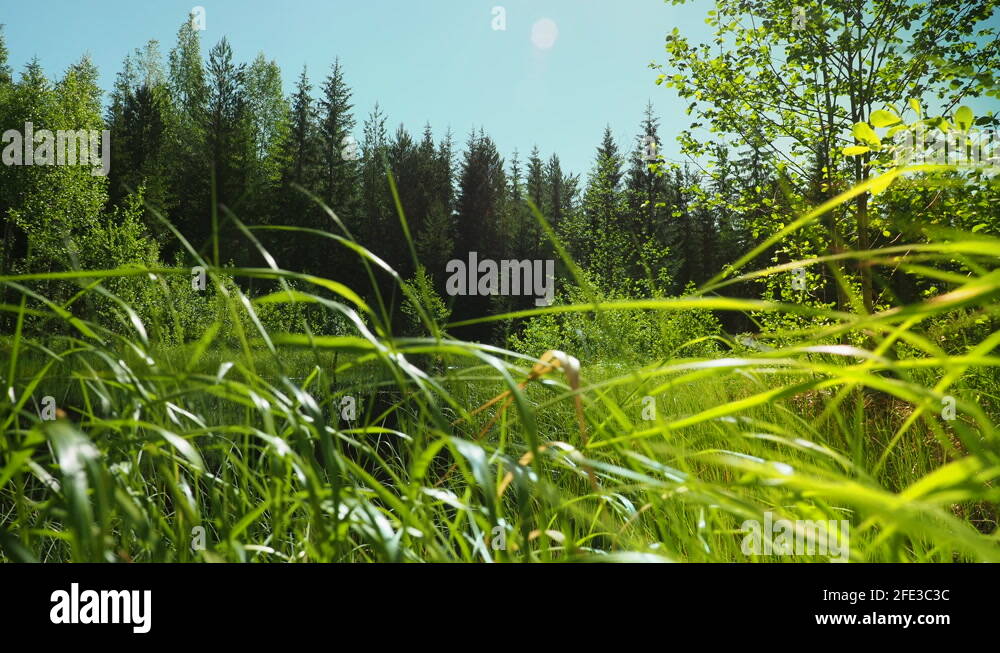 Forest bushes during light Stock Videos & Footage - HD and 4K Video ...